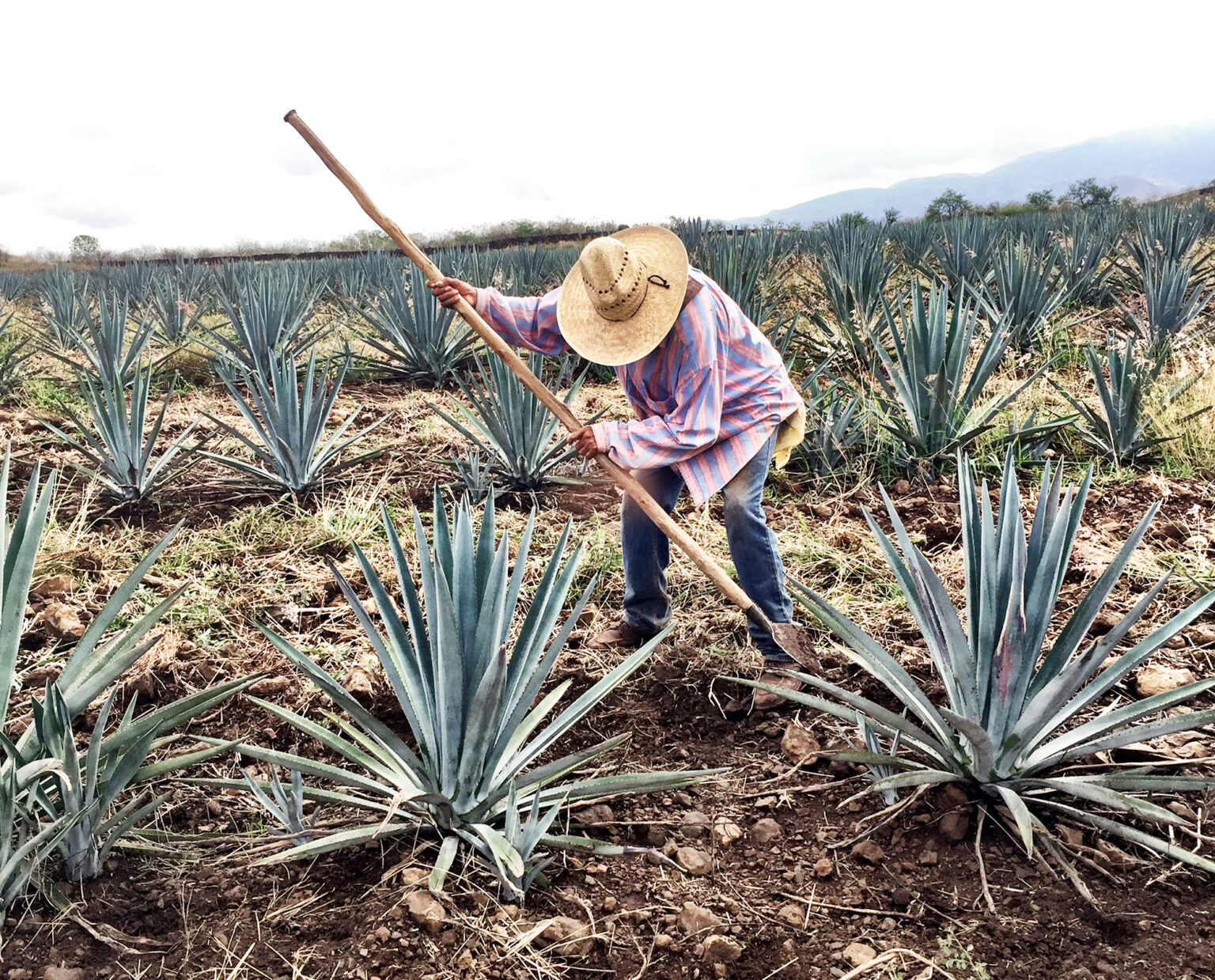 Siembra Valles Blanco – Siembra Spirits